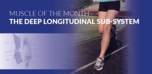 MUSCLE OF THE MONTH – THE DEEP LONGITUDINAL SUBSYSTEM | CMS Fitness Courses