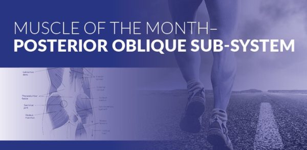 MUSCLE OF THE MONTH – POSTERIOR OBLIQUE SUBSYSTEM | CMS Fitness Courses